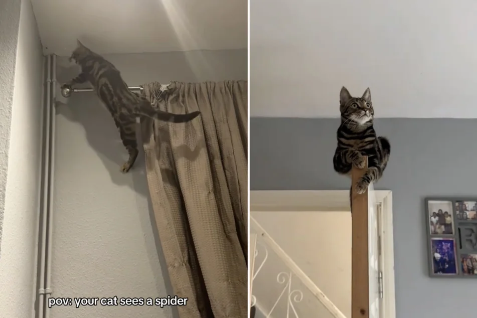 Kater Milo jagt eine Spinne, doch es gibt ein Problem – Daily News