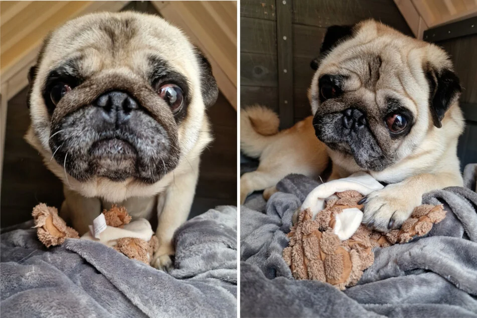 Mops lebte nur im Badezimmer, jetzt soll für den armen Tim alles gut werden – Daily News