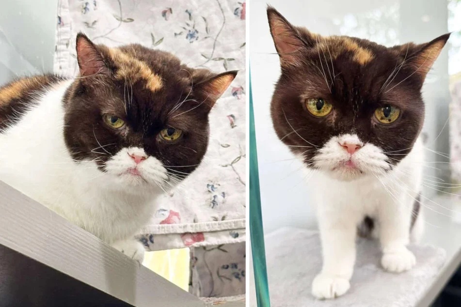 Darum sieht Katze Anne ungewollt grumpy aus: Ob die süße Omi eine ...