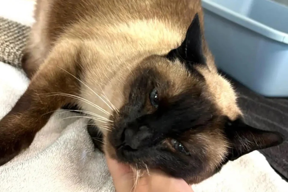 Sie ist krank und trotzdem voller Hoffnung: Wer schenkt Katze Maya ein ...